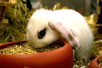 My Rabbit: choosing the best Rabbit food