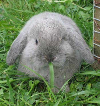 My Rabbit: Mini Lop Rabbits Are Are Great Pets