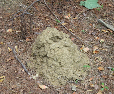 FOLKWAYS NOTEBOOK: CRAWDAD "CHIMNEY"