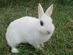 TODO SOBRE MIS CONEJOS: Blanc du hotot (Blanco de hotot)