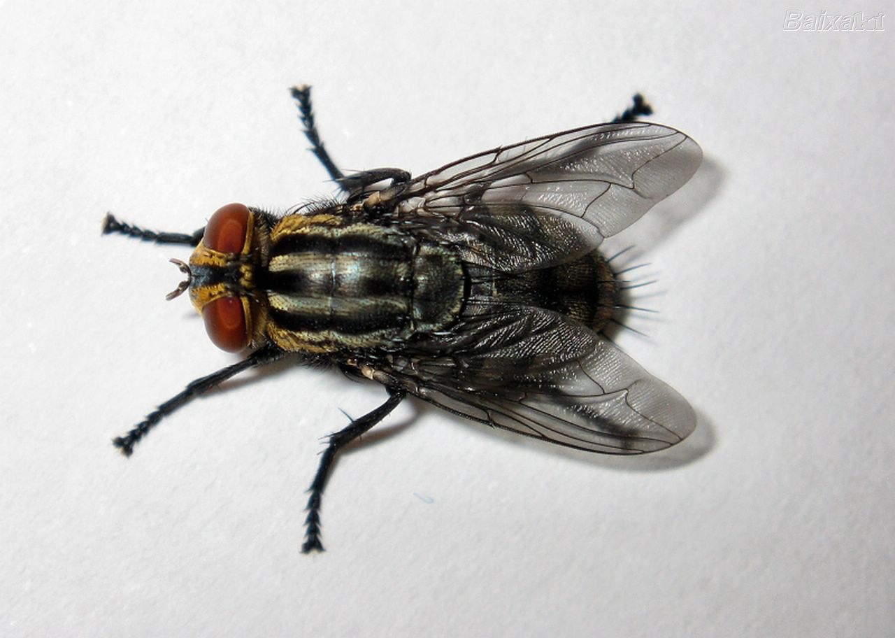 la bodeguita del naranjito: Lo de la mosca