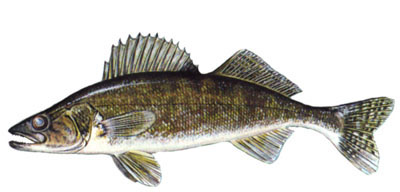 Oneida Lake Chronicles: Oneida Lake Walleyed Pike