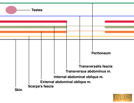 International University: Descending of Testis