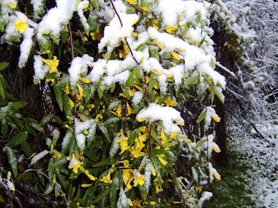 Terrell Daily Photo: 3/1/08 - 4/1/08