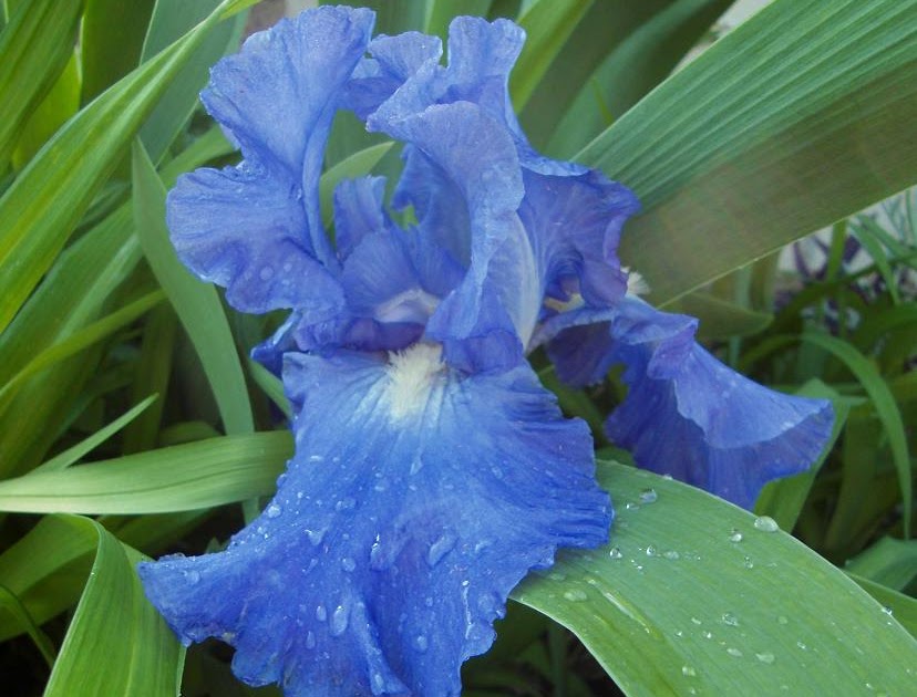 Terrell Daily Photo: Easter morning shower