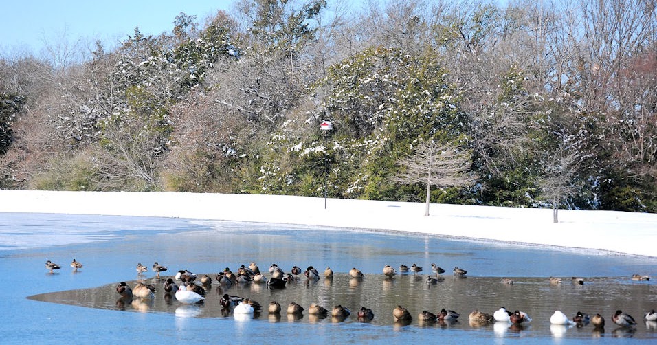 Terrell Daily Photo: Terrell, Texas Monday Morning Mashup