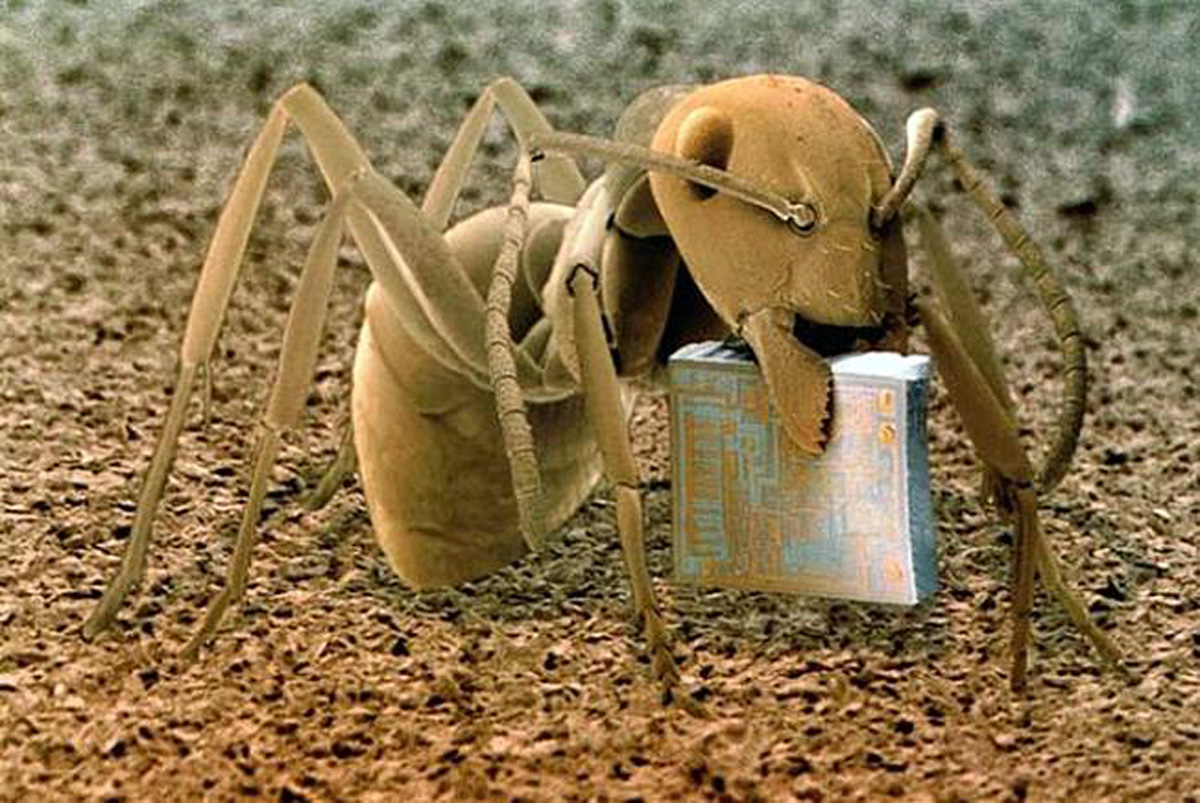 Electron microscope image of an ant holding a microchip : r/pics