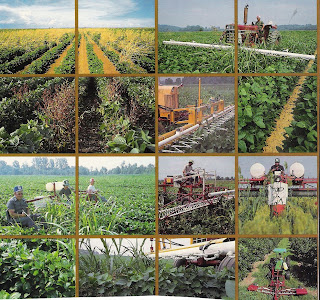 Wipe Out Weeds: Wick Stick and Wick Bar Roundup Applicator for hard to ...