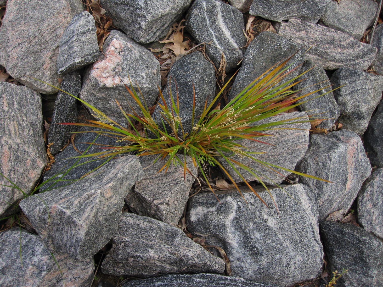 Random Nature Shots from Beautiful Ontario... | jackandcokewithalime