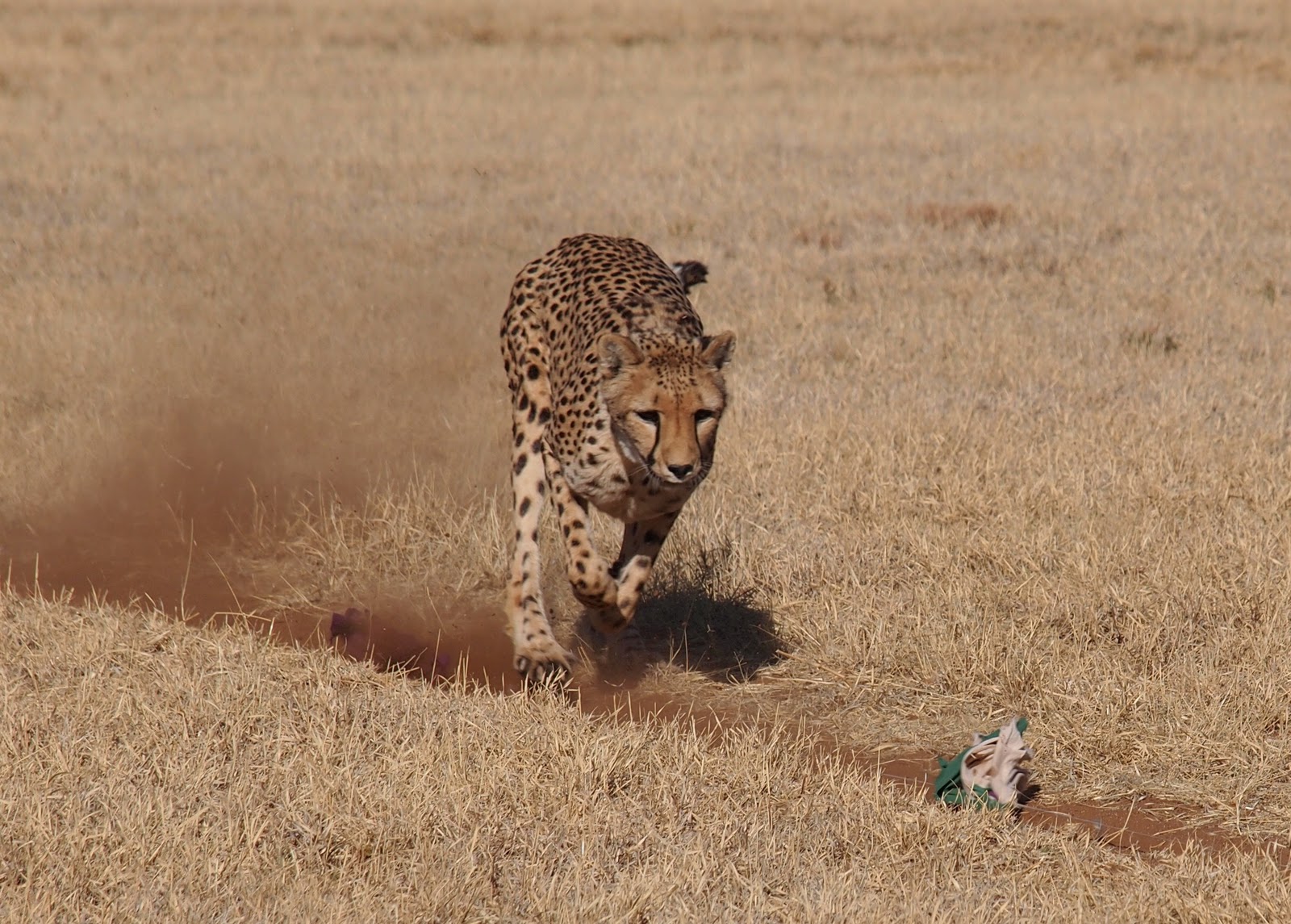 Abdi Abdullahi Media Arts: Never bring a dog in a cheetah race