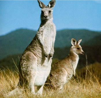 Larinews!!!!!!!!!!!: Tudo sobre... os Cangurus!