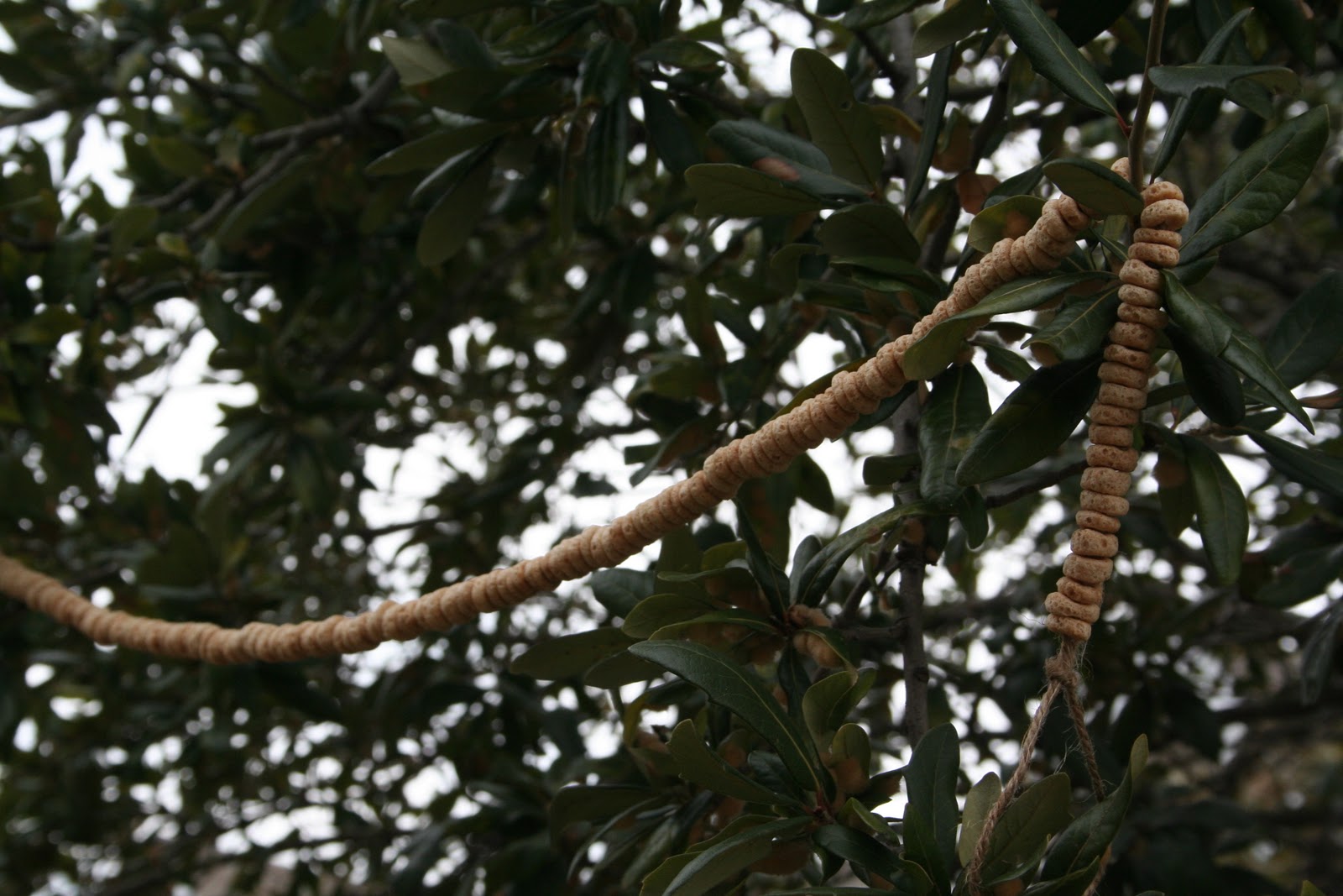 Funny Days From A to Z: Springing Into Spring With Cheerios