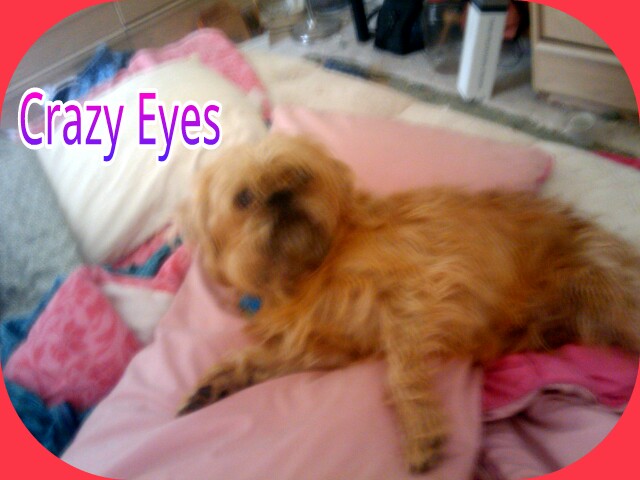 crazy eyes cdogstar