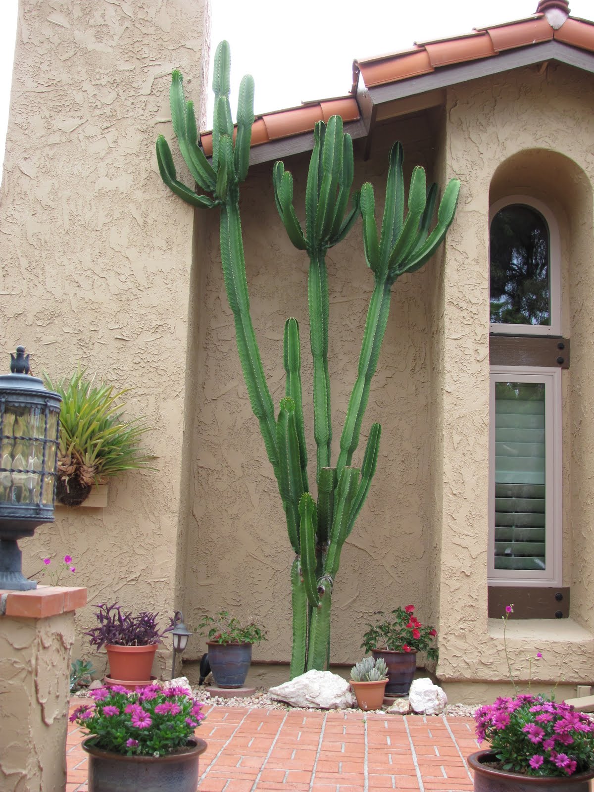 pandaphilia: It's a Beautiful Day in This Neighborhood