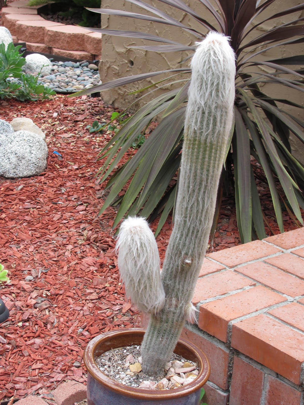 pandaphilia: It's a Beautiful Day in This Neighborhood