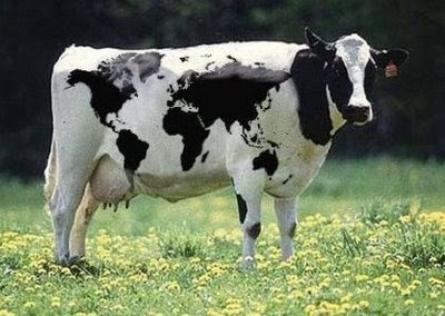 Georgina Thompson: VACAS GORDAS, VACAS FLACAS