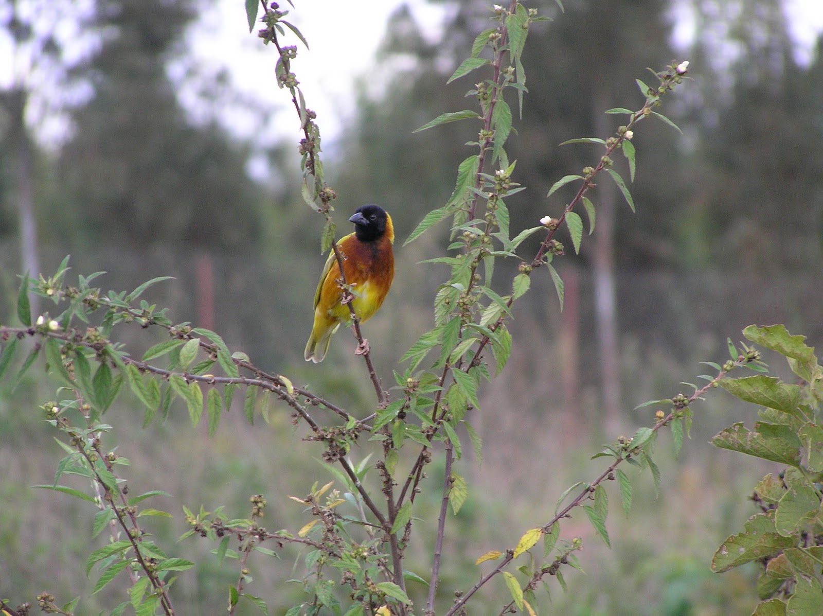 Rwanda on the Wing: In Search of Inyoni (birds)