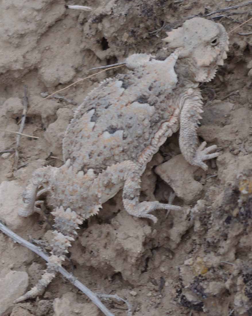 Happy ATV Trails: May 10 visit to Five Mile Pass