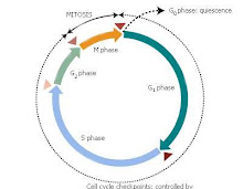 Cell Biology