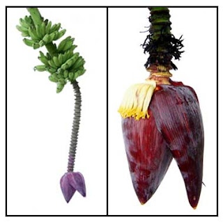 Alamat ng Saging | Pinoy Alamat