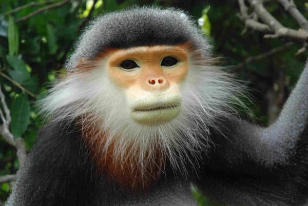 Os Primatas: Gray-Shanked Douc Langur (Pygathrix cinerea)