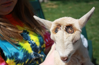 Once Upon a Family: Dehorning goats