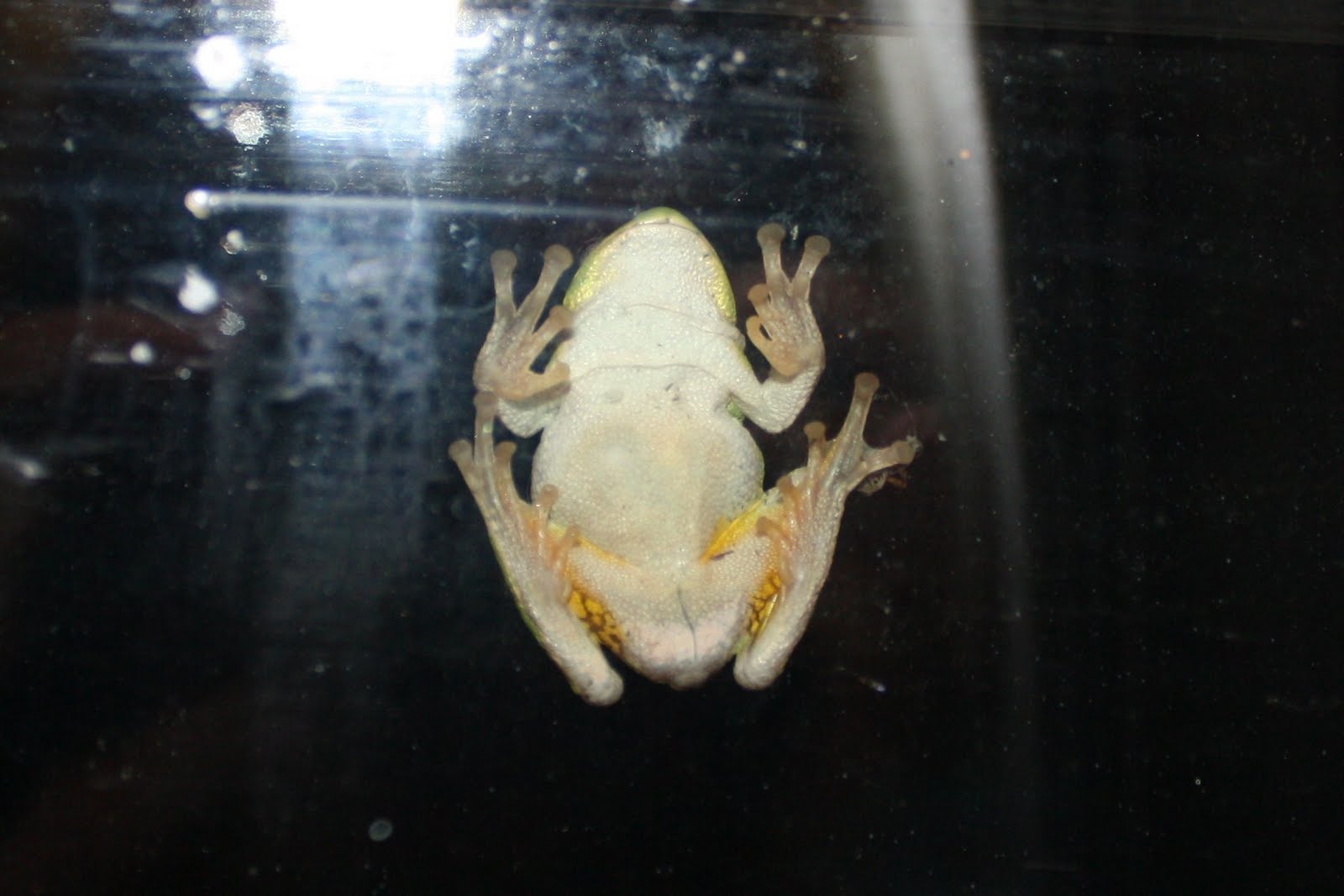 Once Upon a Family: Tree Frog - Inside, outside, underneath
