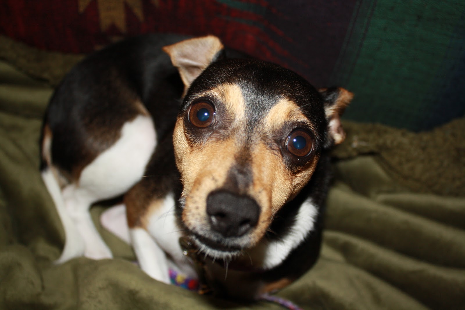 Once Upon a Family: Those big headed dogs