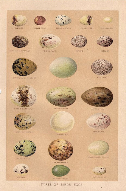 Commona My House: Freebie Friday: Vintage Egg Printable