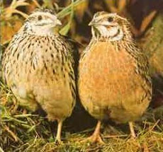 Las Codornices negocio rentable