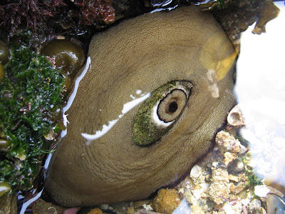 orange county nature: Giant Keyhole Limpet