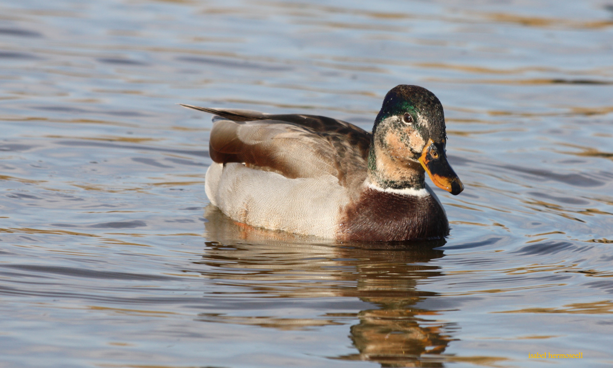 El ánade real o ánade azulón. Anas platyrhynchos