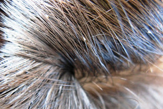 HomeWorks: Girl 5 and the Ukus