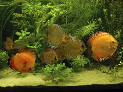 AQUA WORLD: Pez Disco