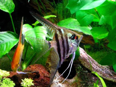 AQUA WORLD: Pez Angel