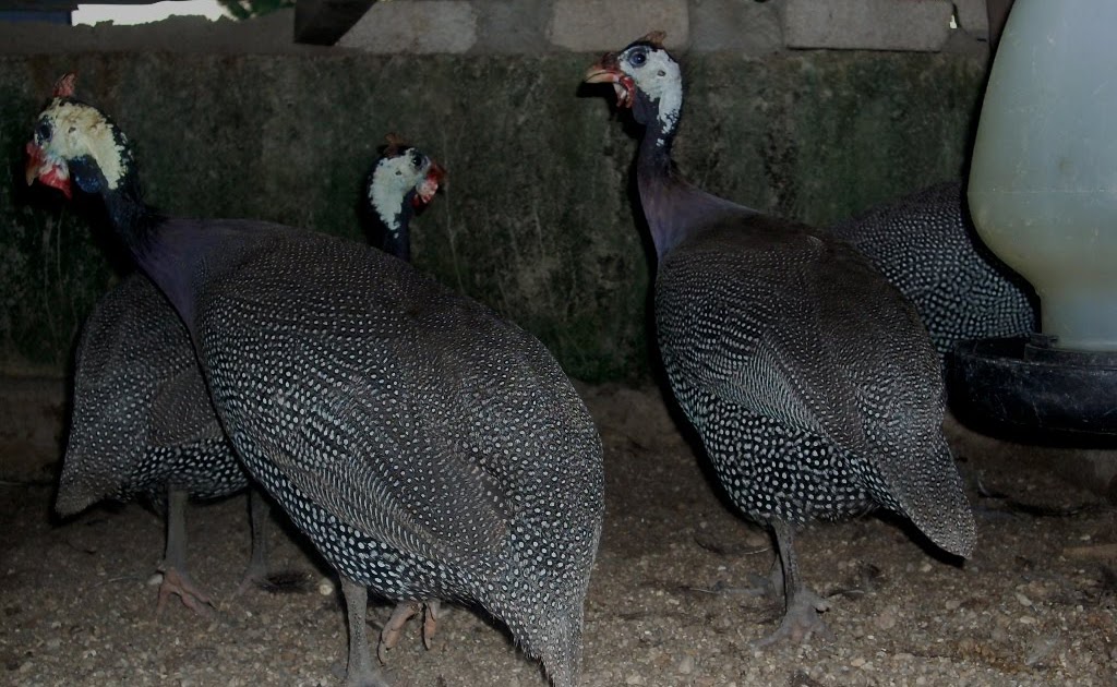 Macha Farm: AYAM MUTIARA / API-API