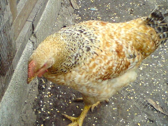 Macha Farm: AYAM GAJAH