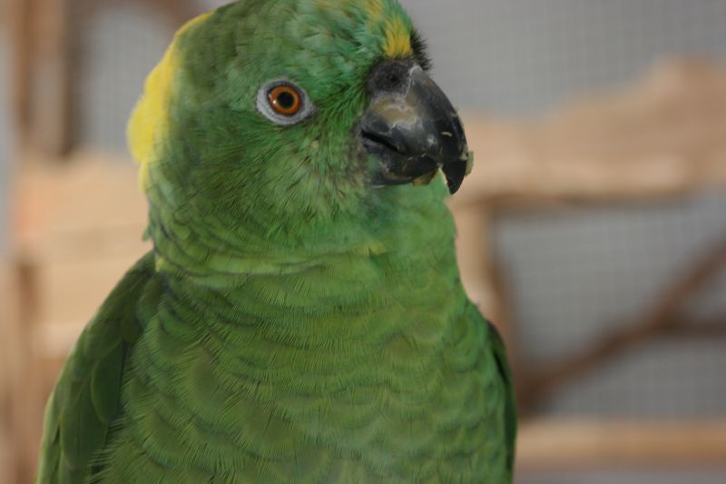Allison Wonderland: Foster Parrots