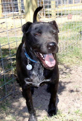 Smiling Dog Farms: How I Got In Trouble...