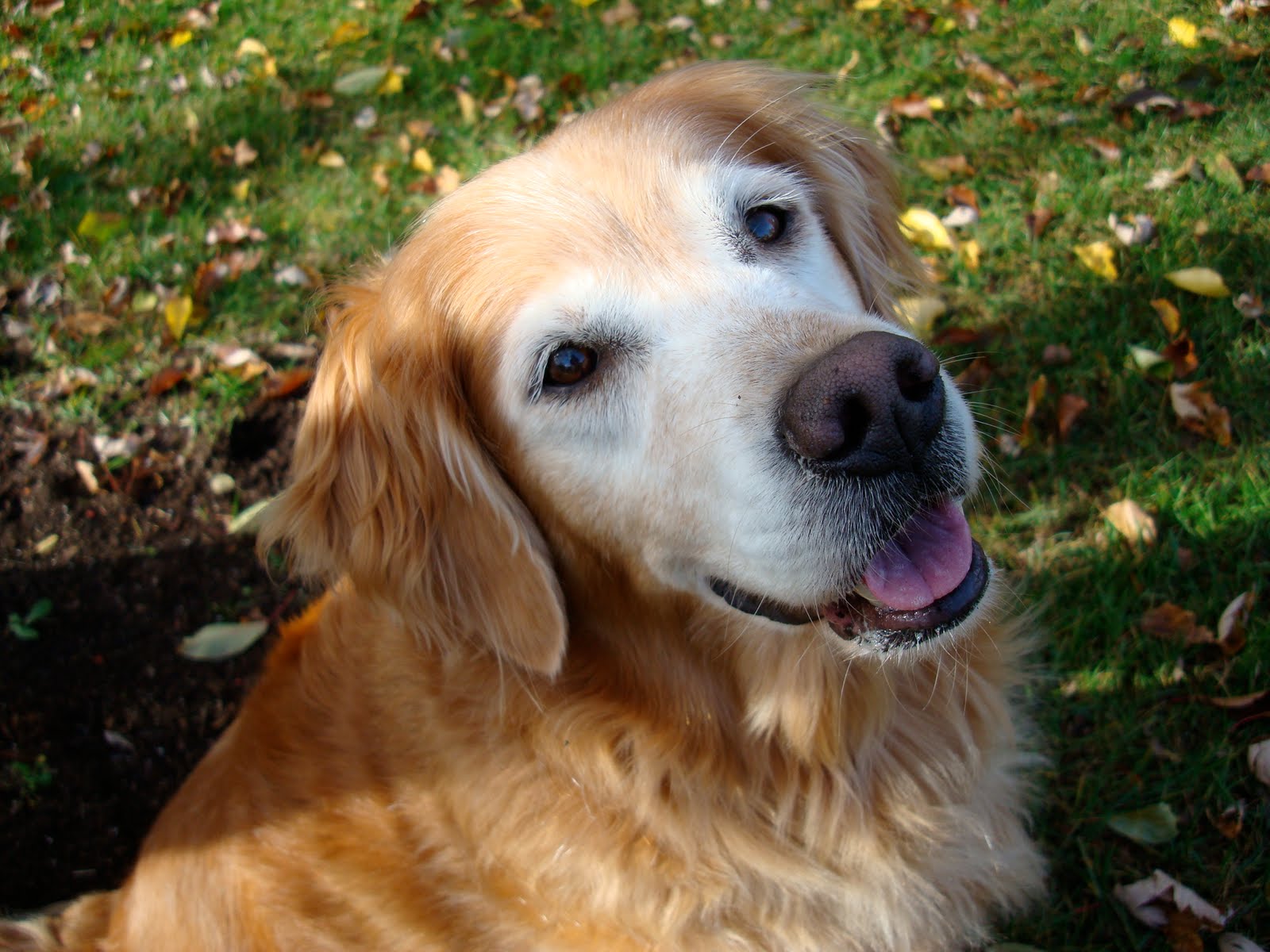Sharing My Recent Visit to the VET - Golden Woofs