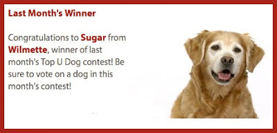 Golden Thanks: I WON - June WCIU Top UDog - Golden Woofs