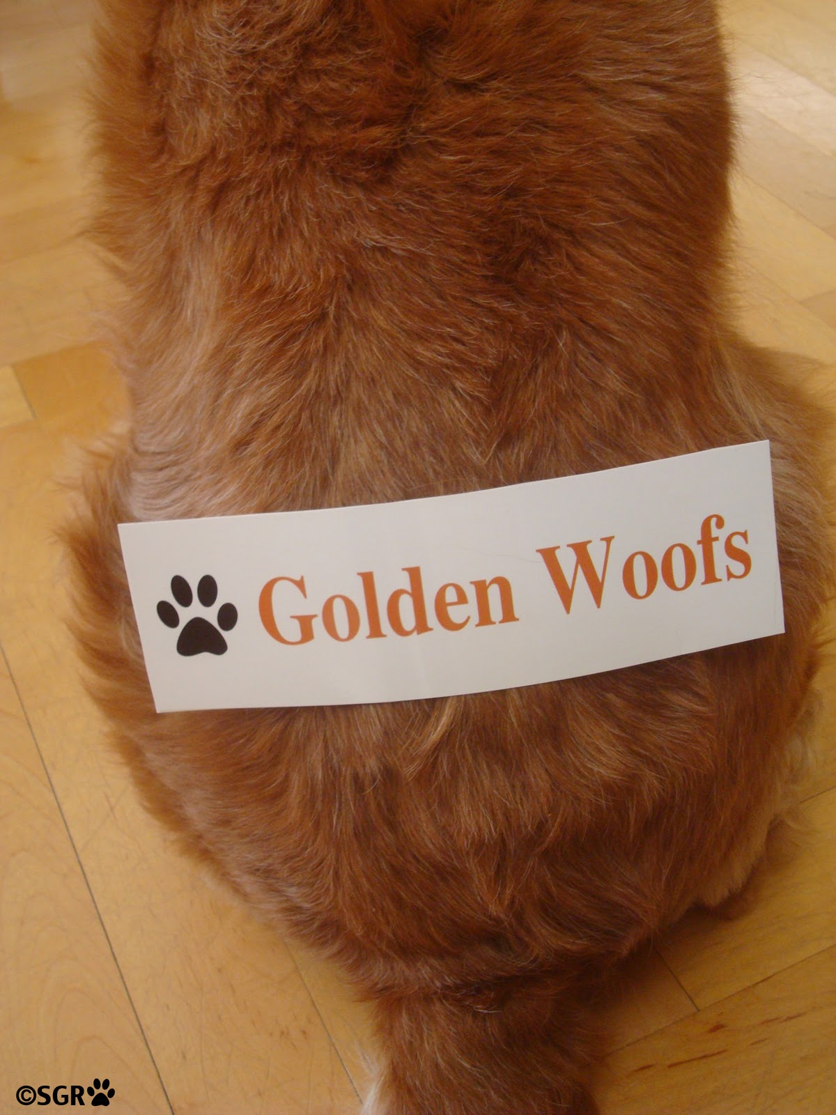 Golden Woofs Giveaway - Golden Woofs
