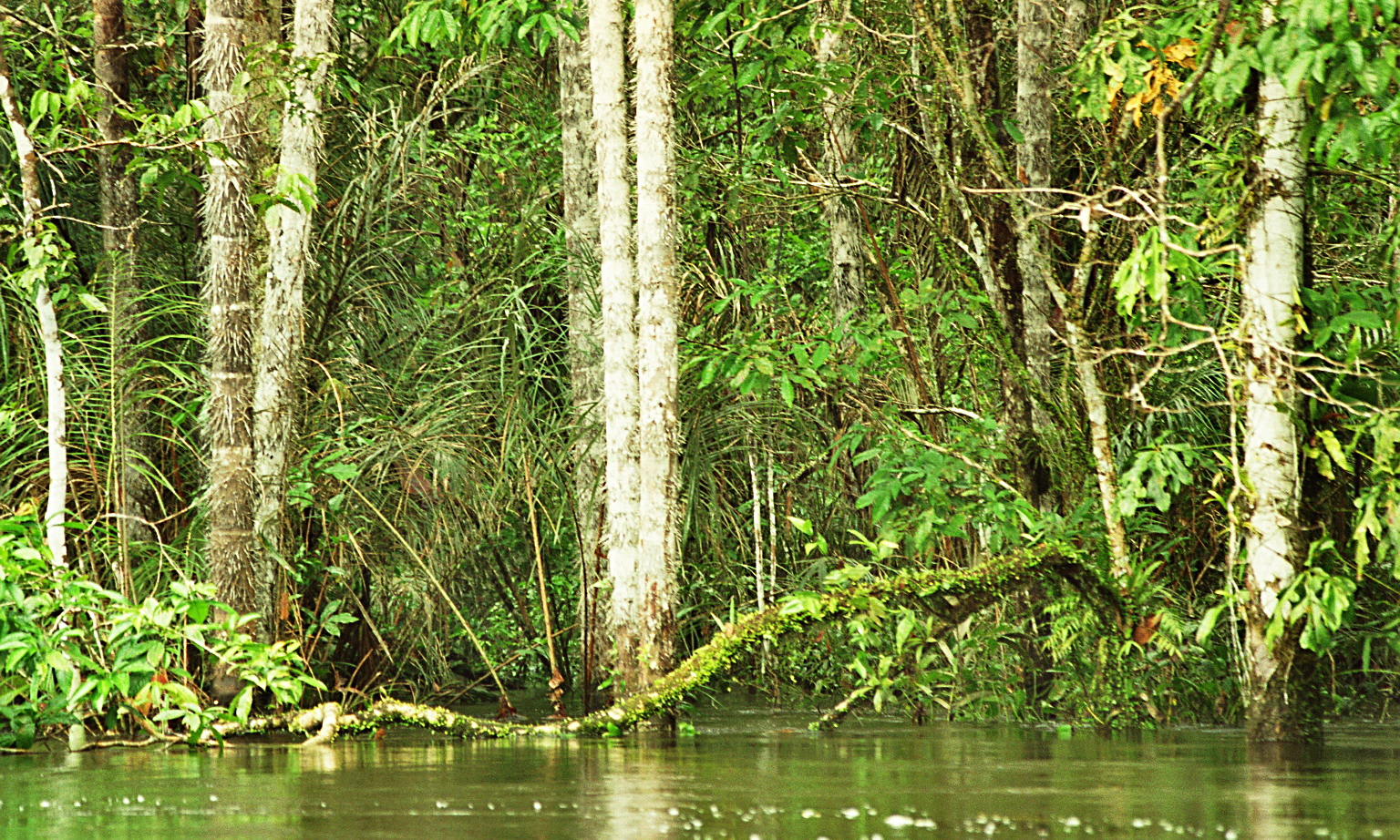 Verdenshistorier: I regnskogen!