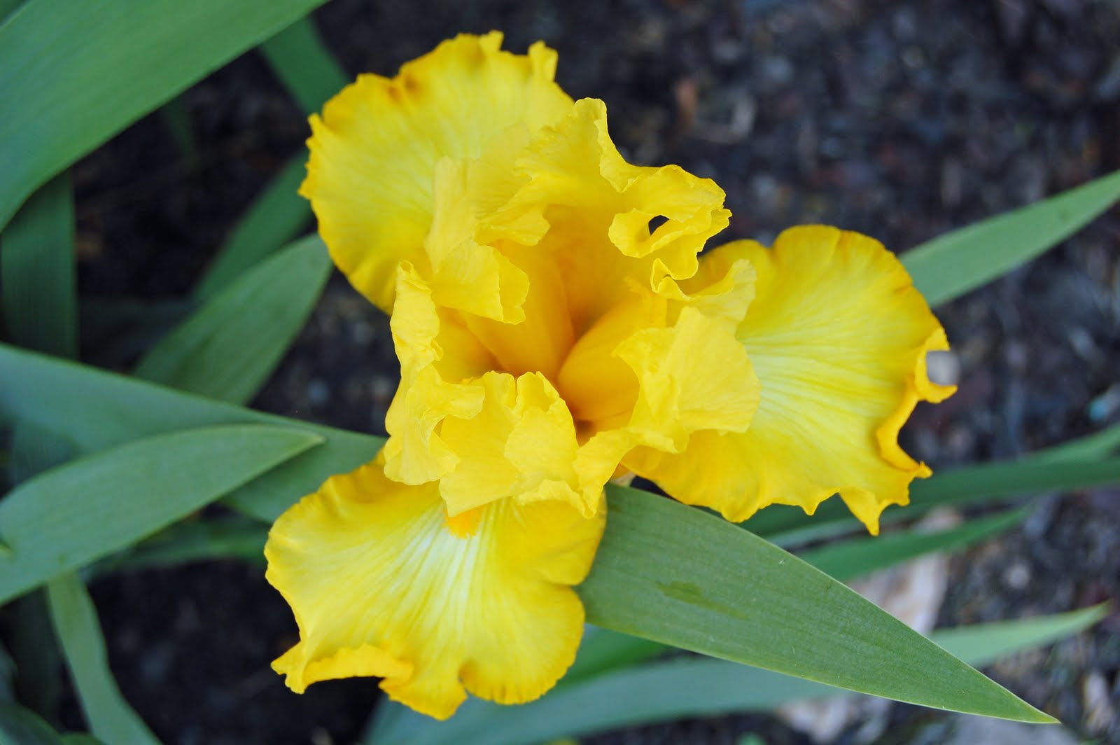 Mountain Photo Gallery: Springtime in Western North Carolina