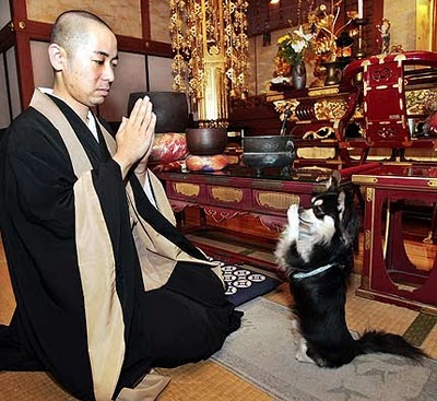 Green Life: Japan Praying Dog - 日本は犬を祈る- Conan