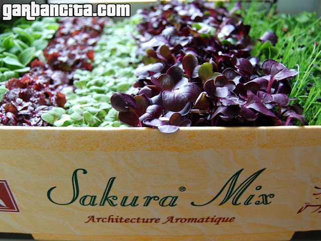 Garbancita® : Sakura Mix, microvegetales de Koppert Cress