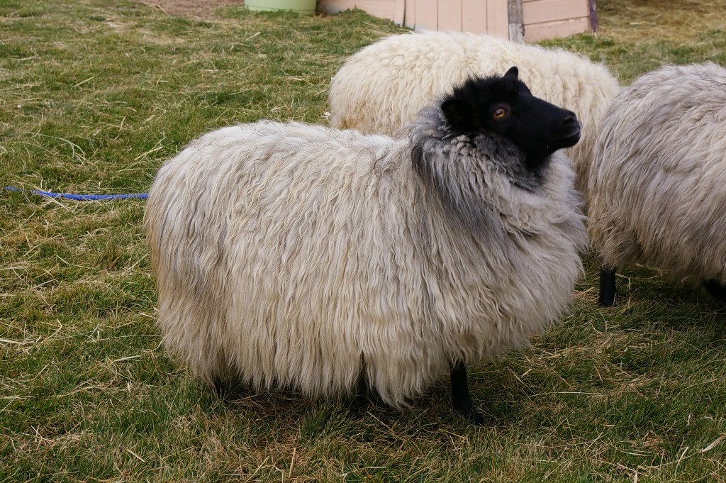 DESERT PEACH FARM: Why Shetland Sheep?