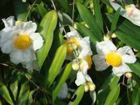 Dream into Reality: The Na tree in bloom in front of my home