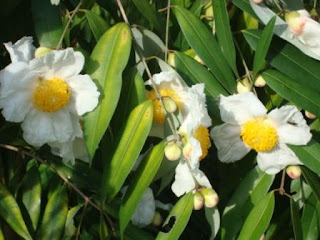Dream into Reality: The Na tree in bloom in front of my home