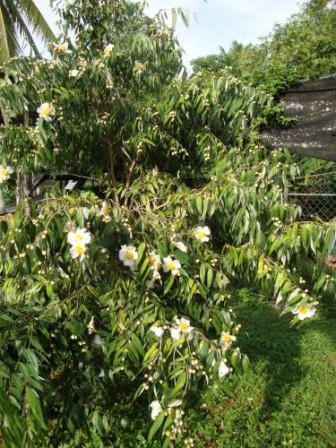 Dream into Reality: The Na tree in bloom in front of my home